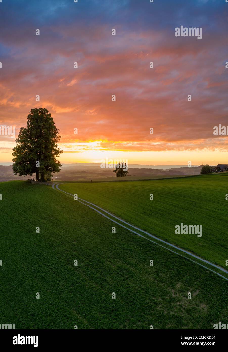 Swiss wheat field hi-res stock photography and images - Alamy