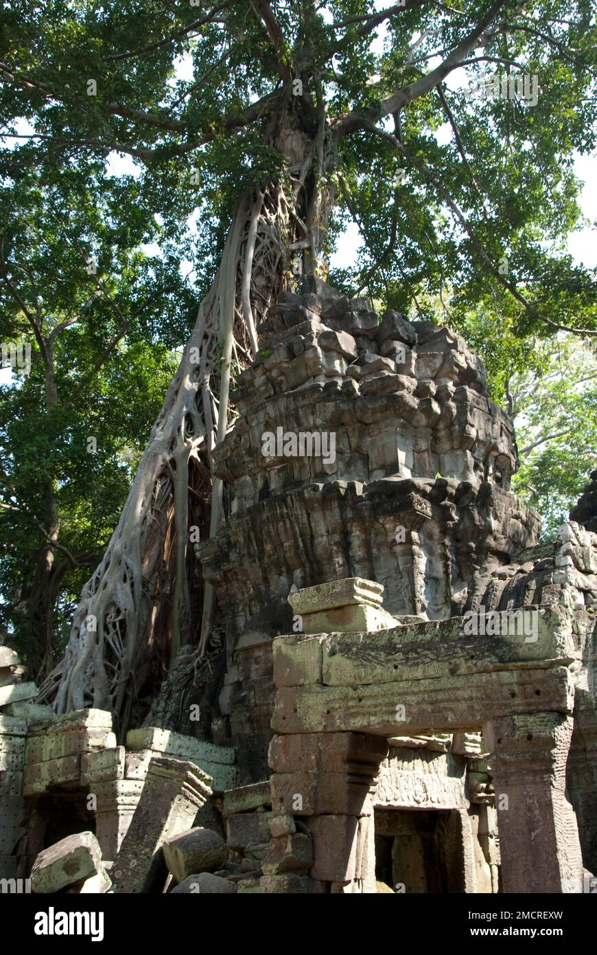 Strangler Fig Tree (Ficus gibbosa) roots on tower, Ta Prohm temple ...