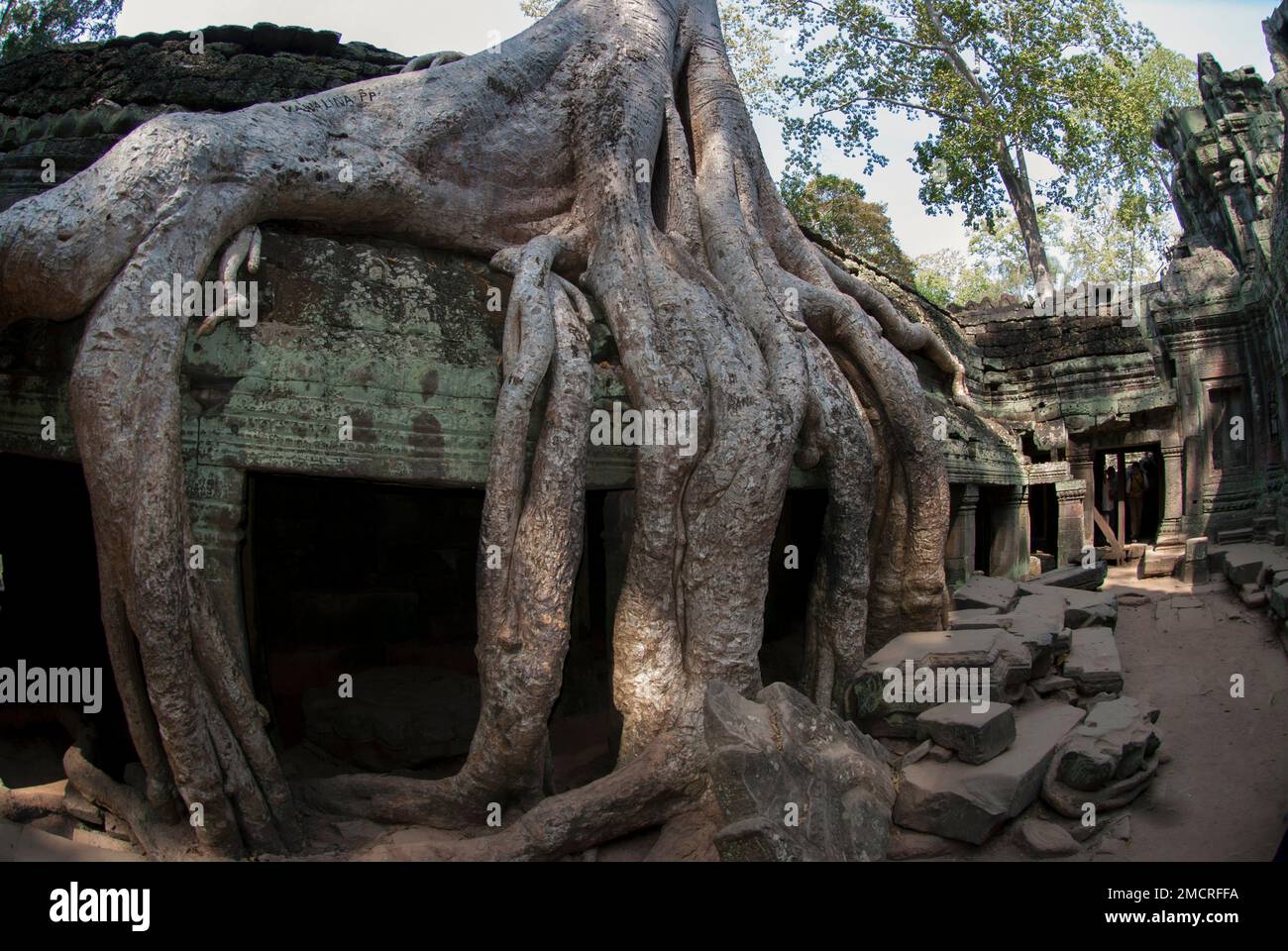 Strangler Fig Tree (Ficus gibbosa) roots on wall, Ta Prohm temple ...