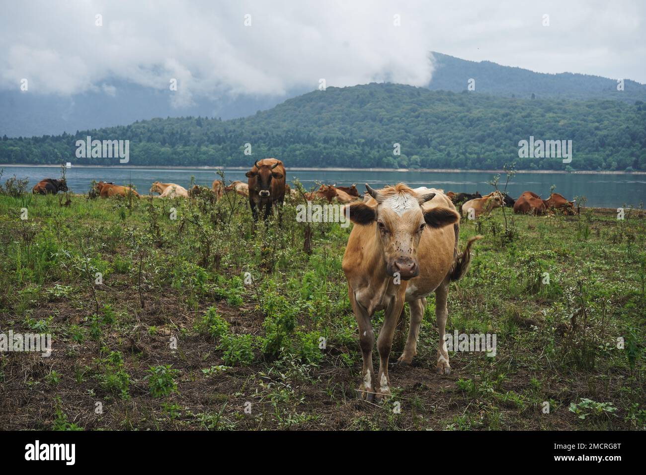 A herd of brown cows, cattle captured grazing in a riverside pasture in ...