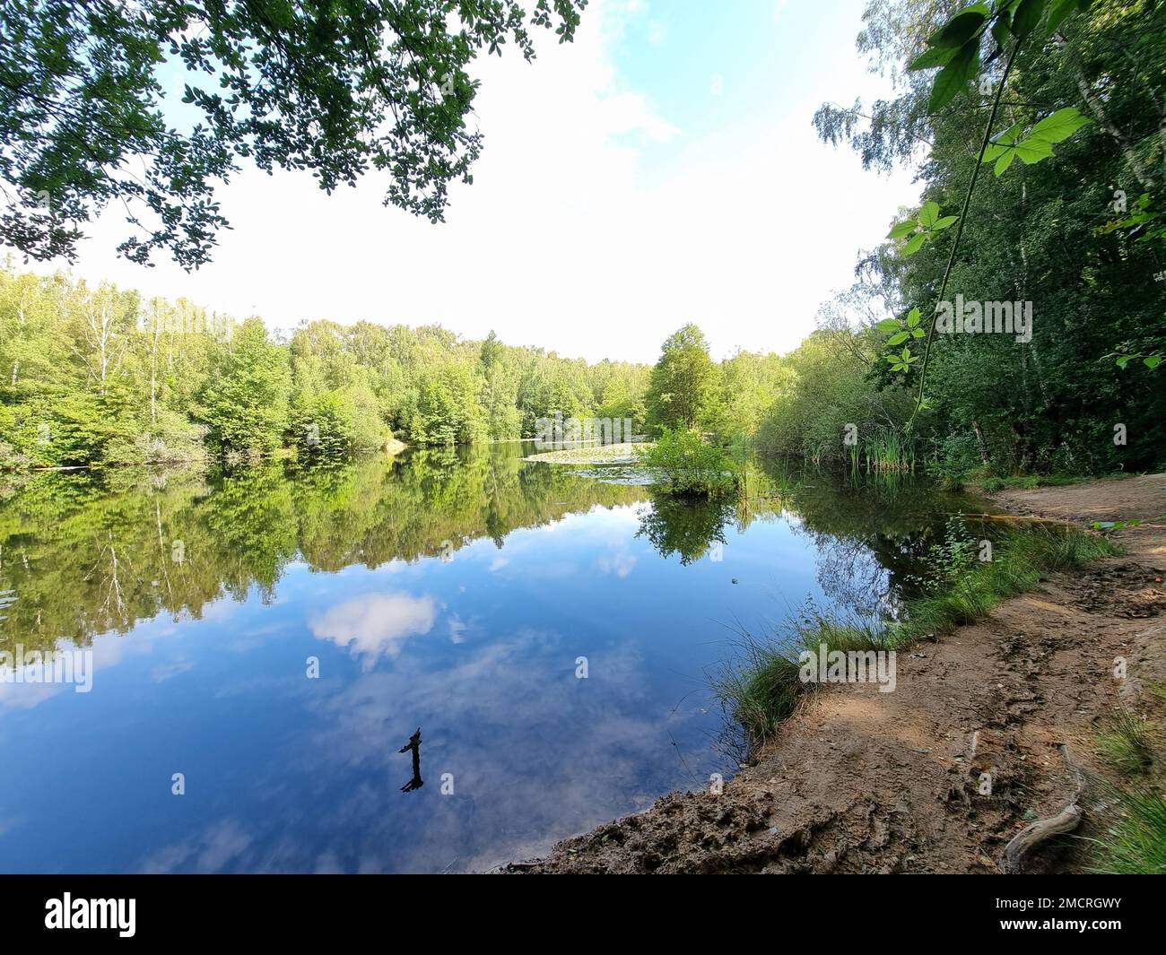 A tiny shallow lake in the forest Stock Photo - Alamy