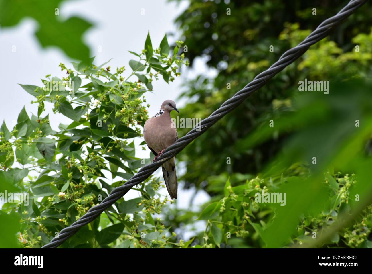 Spotted Dhupi Bird sitting on a wire Stock Photo - Alamy