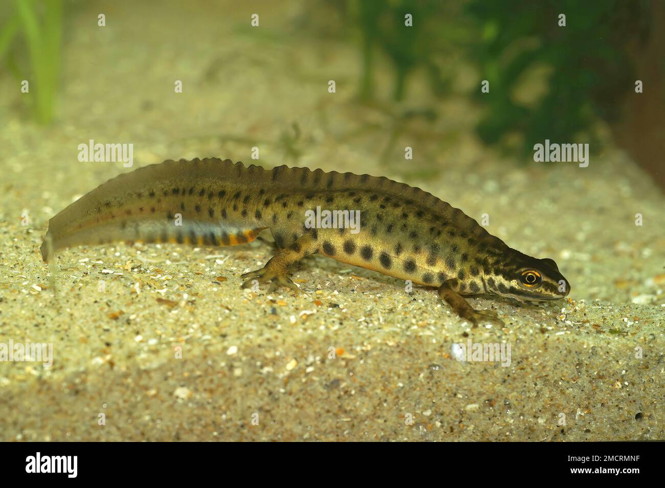 Detailed closeup on an aquatic crested male European common smooth newt ...