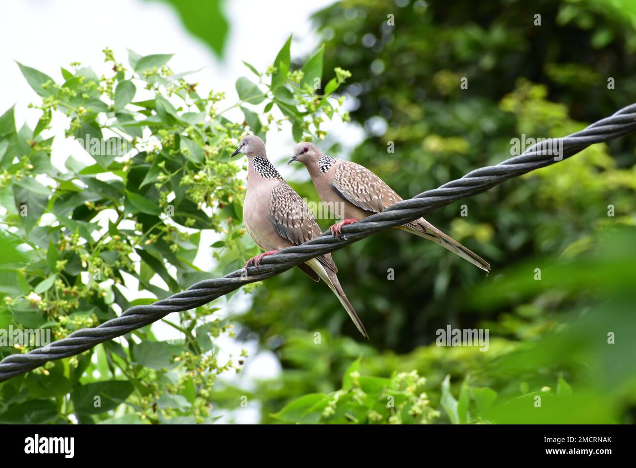 Spotted Dove Bird sitting on a wire Stock Photo - Alamy