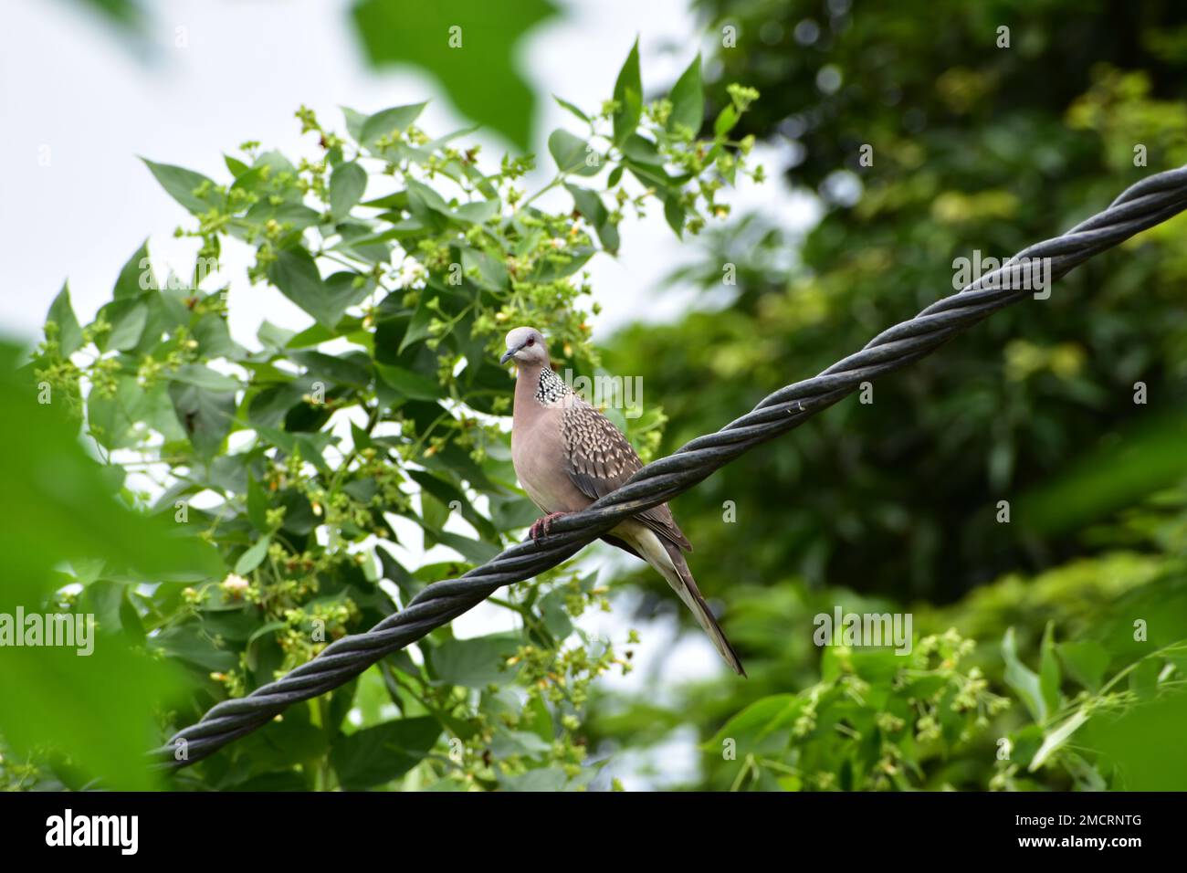 Spotted bird hi-res stock photography and images - Alamy