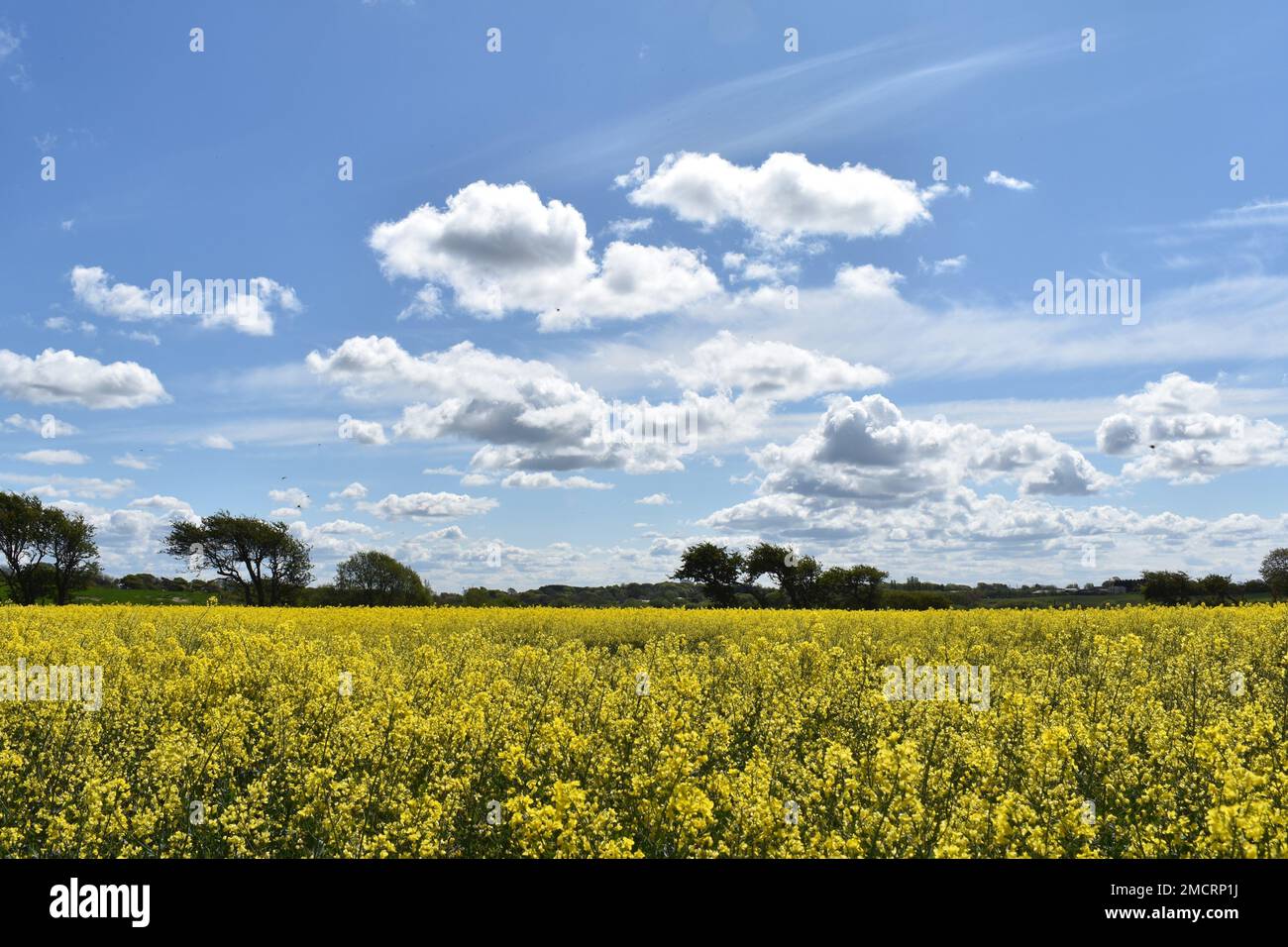 A Rapeseed field with trees on the horizon under blue cloudy sky Stock ...