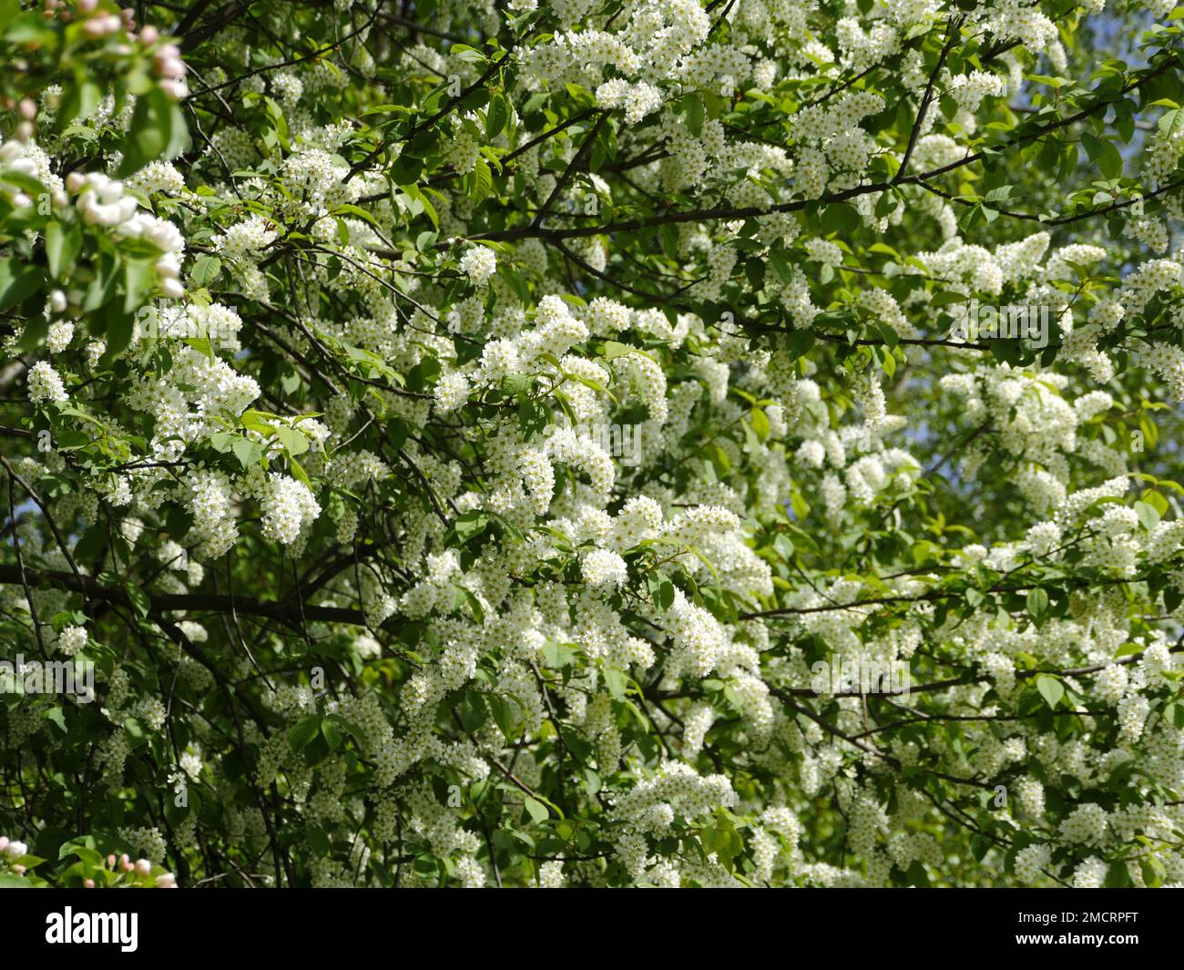 Cherry blossoms sunlight hi-res stock photography and images - Alamy