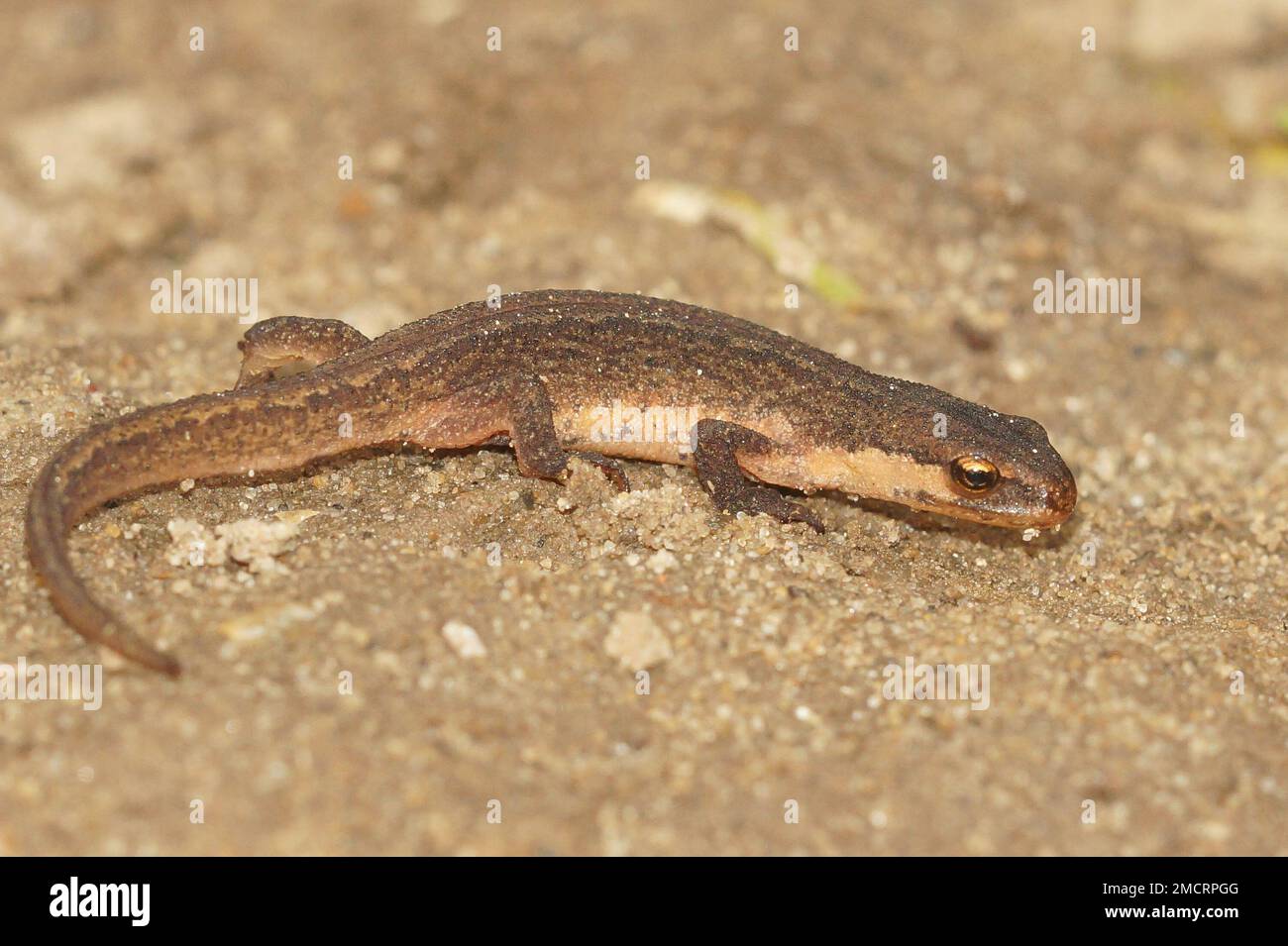 Natural Closeup on a terrestrial juvenile European common smooth newt ...