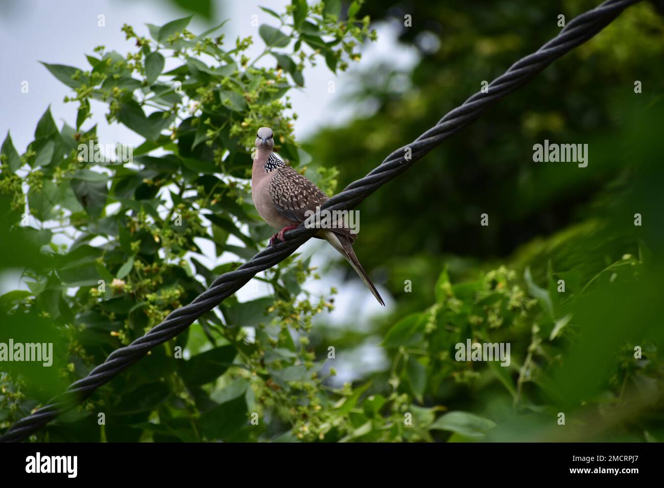 Spotted bird hi-res stock photography and images - Alamy