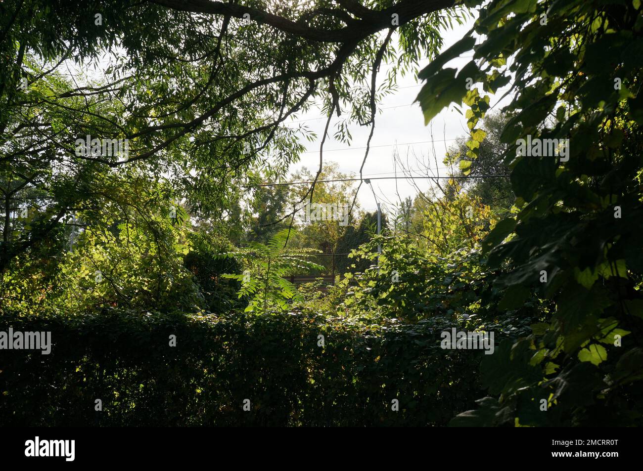 A beautiful view of green plants and trees growing in the forest Stock ...