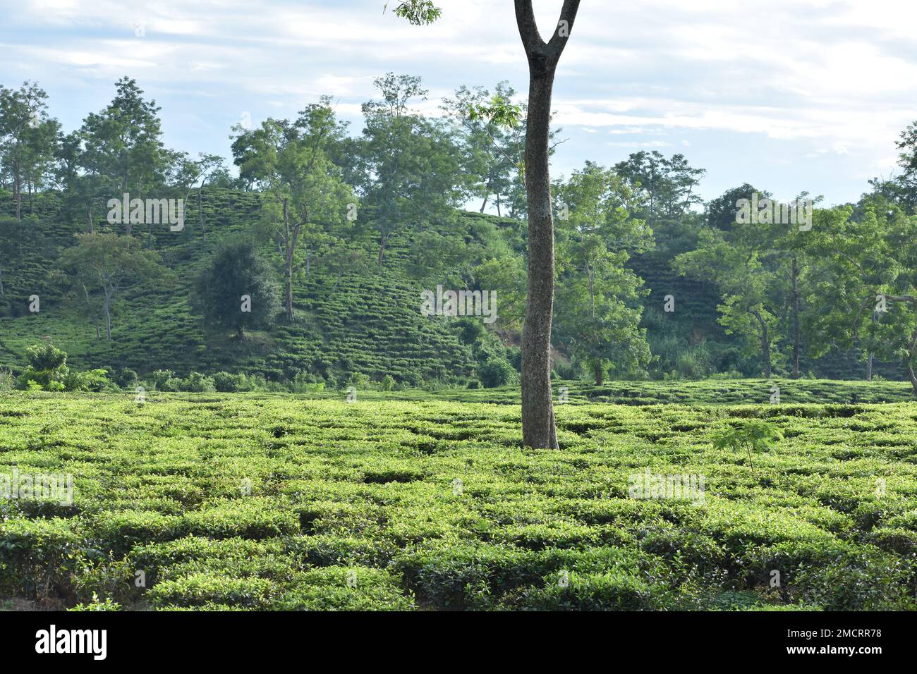 A tea garden in India Stock Photo - Alamy