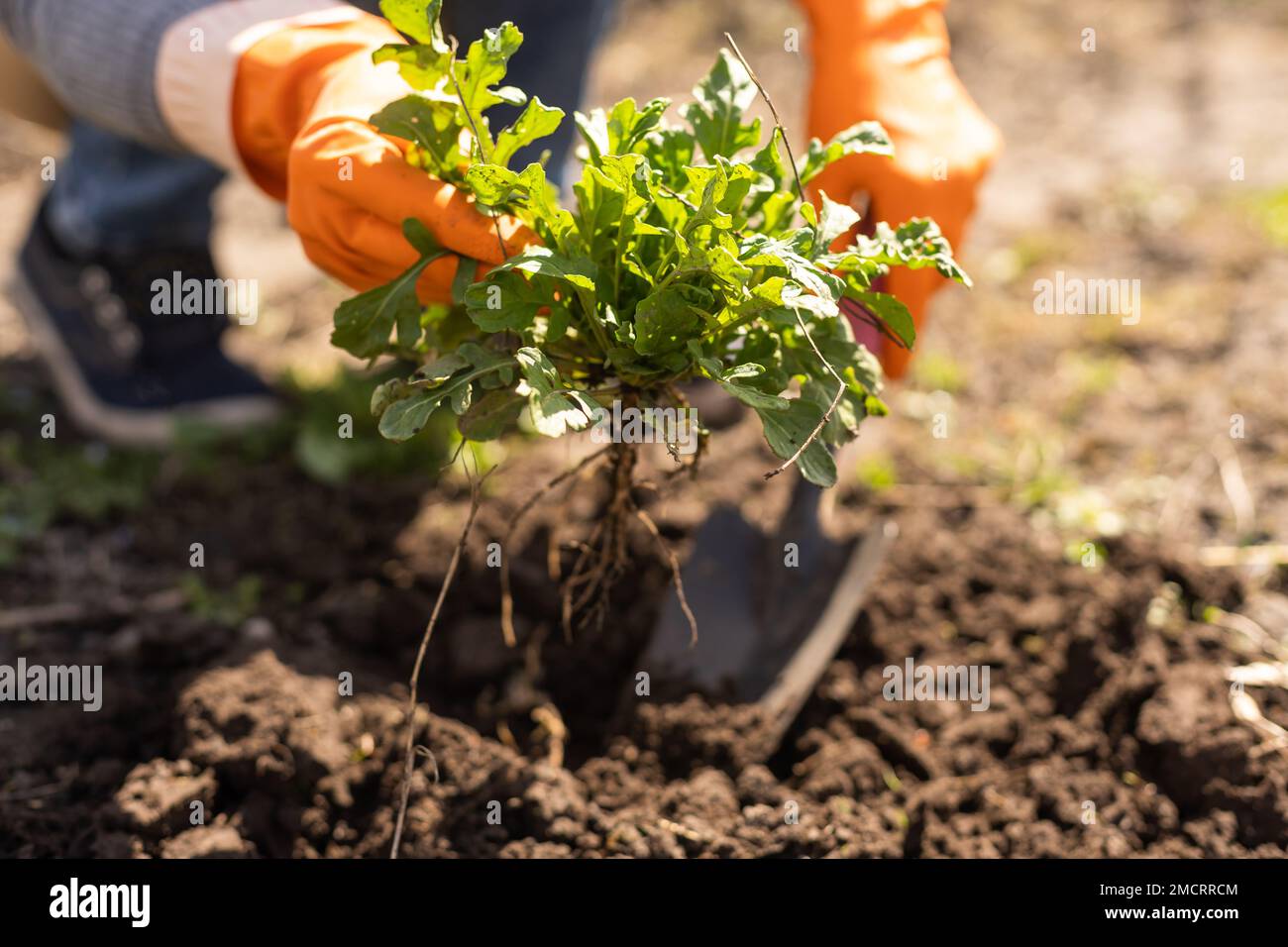 Gardening tools on fertile soil texture background seen from above ...