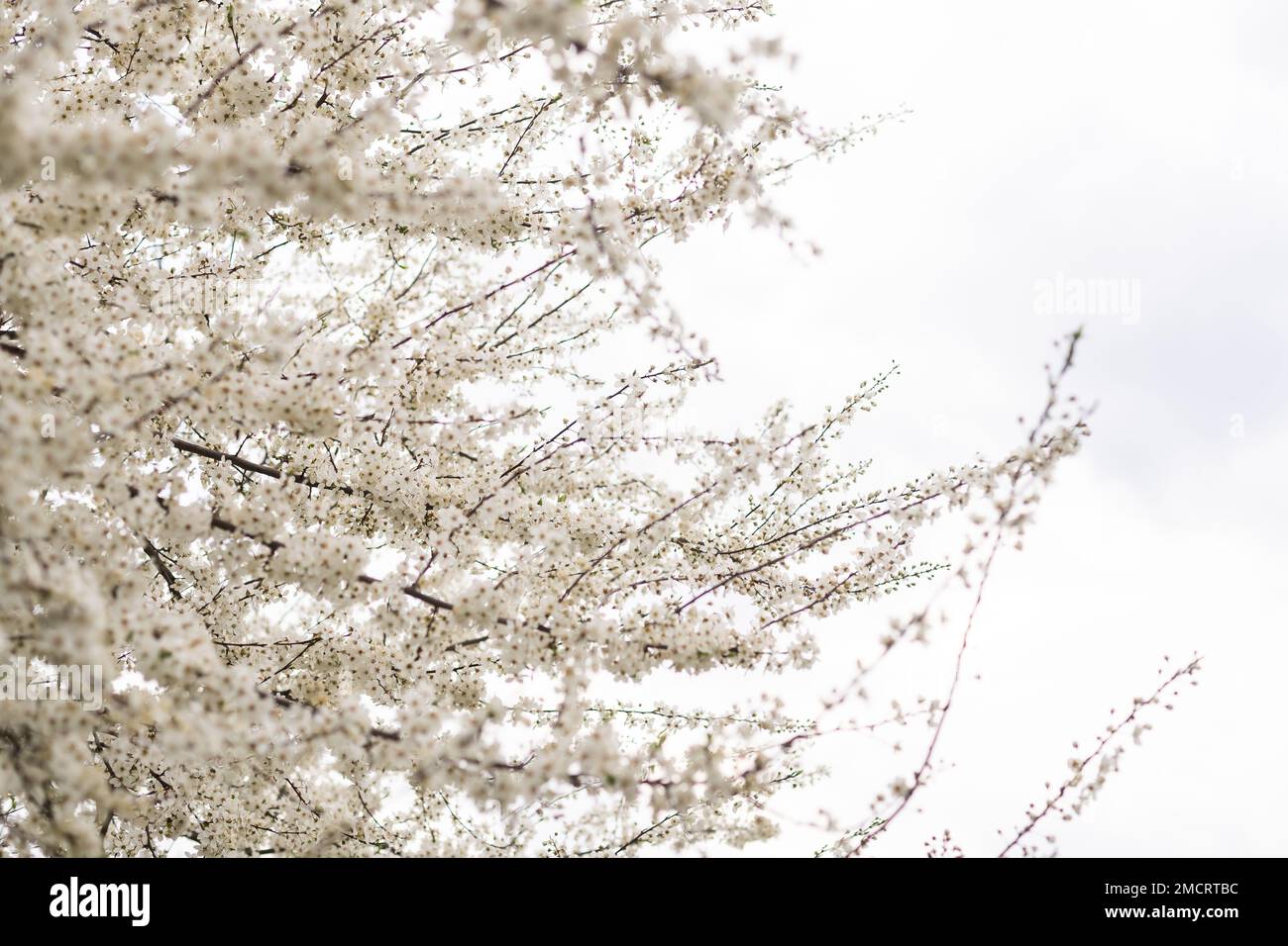 Fruit tree blossoms. Spring beginning background. Bokeh Stock Photo - Alamy