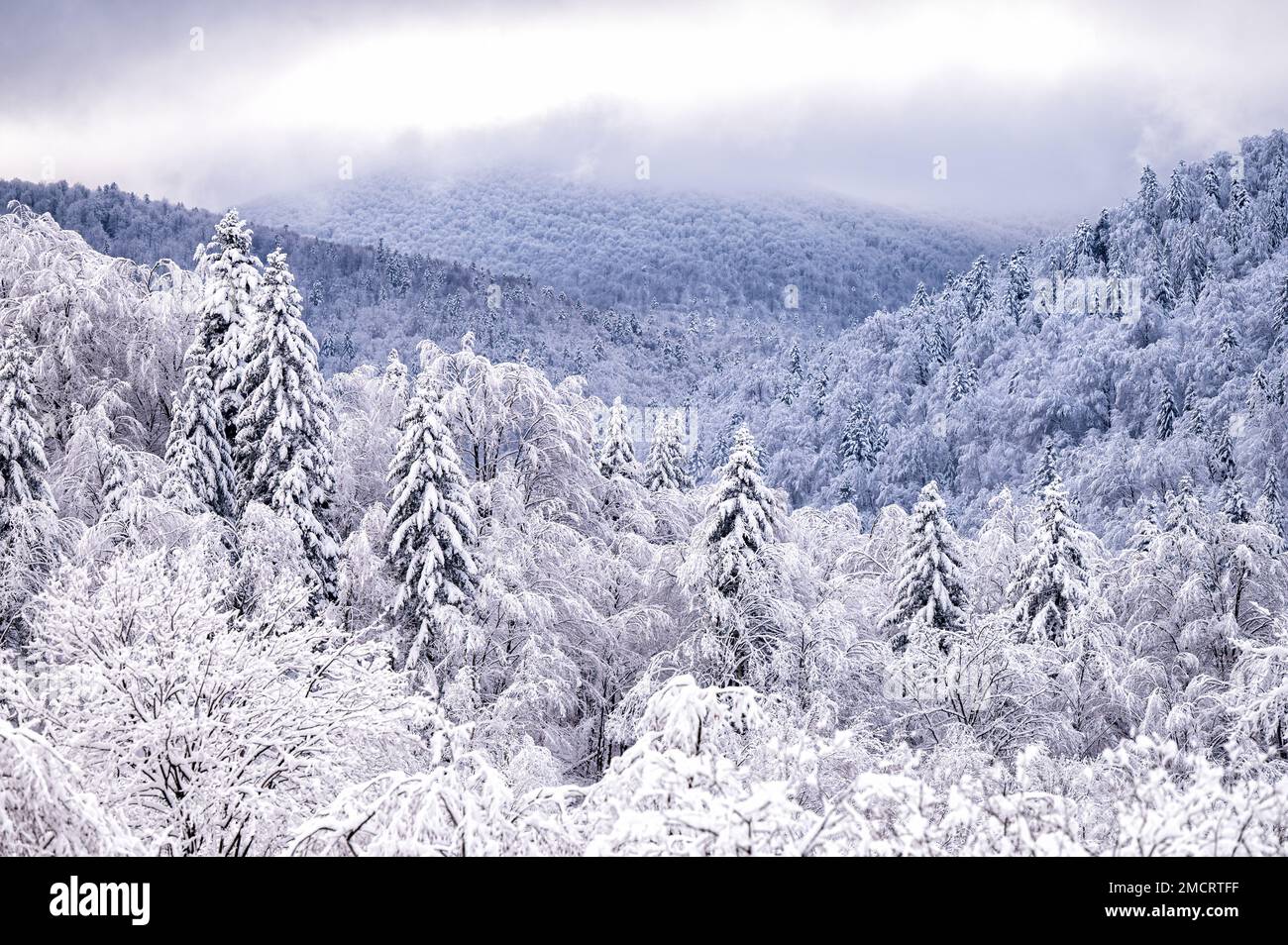 Snowy mountain forest in the Bieszczady, Carpathians. One of the most ...