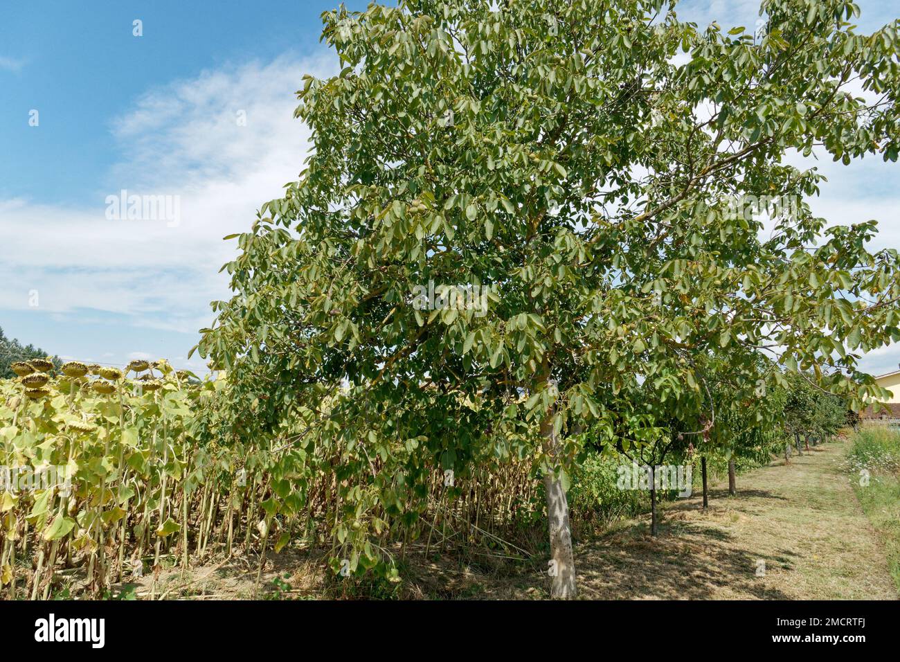 Nut fruit of the walnut tree hi-res stock photography and images - Alamy