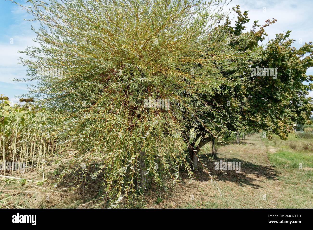 Phytoremediation hi-res stock photography and images - Alamy
