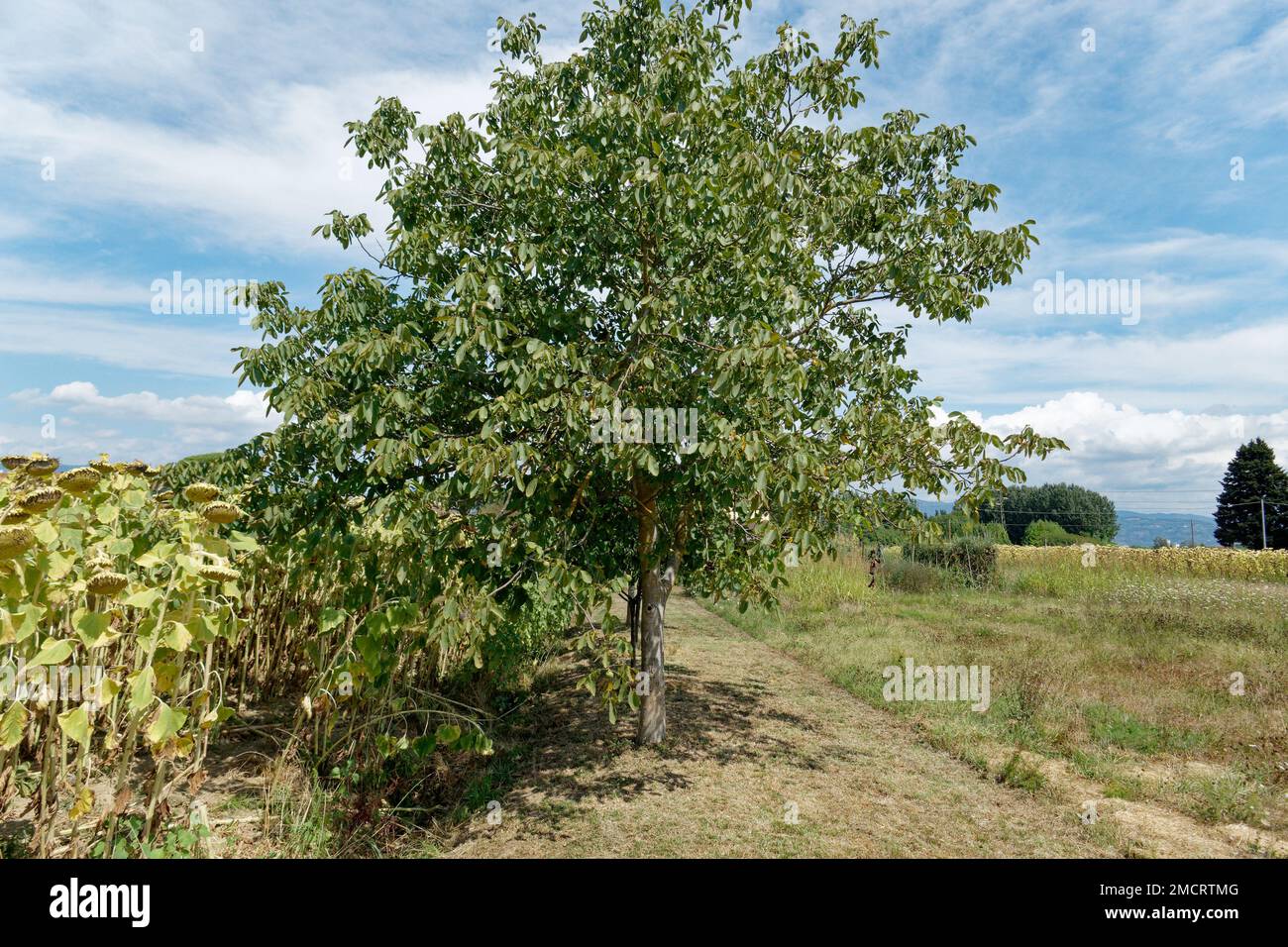 Nut fruit of the walnut tree hi-res stock photography and images - Alamy