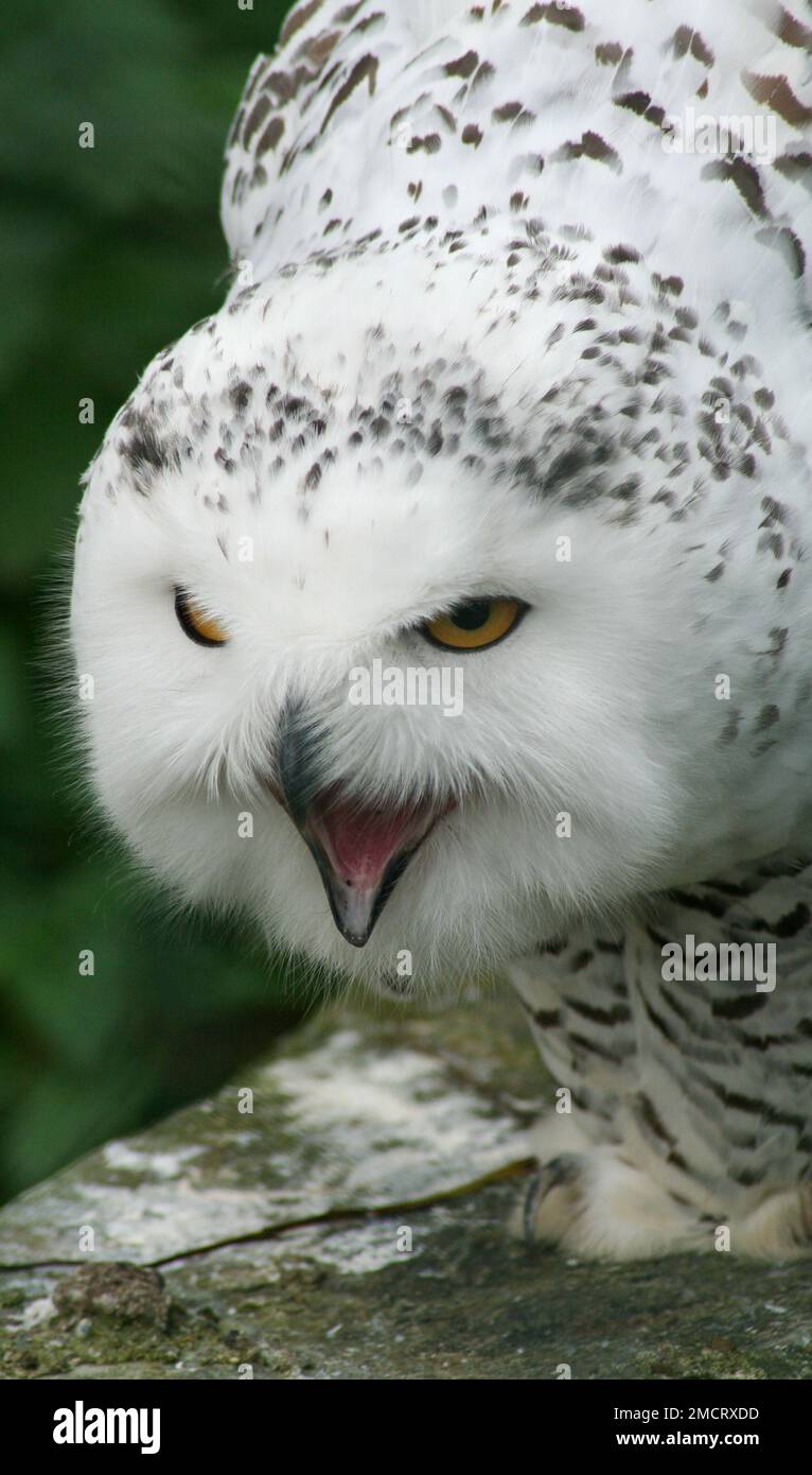 Screaming owl hi-res stock photography and images - Alamy