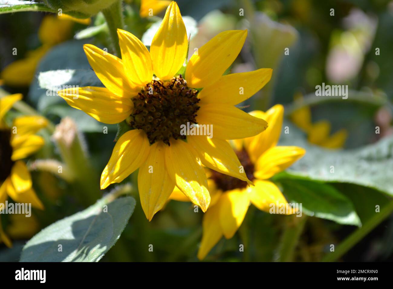Field of beautiful yellow sunflower heads under bright sunlight. Close ...