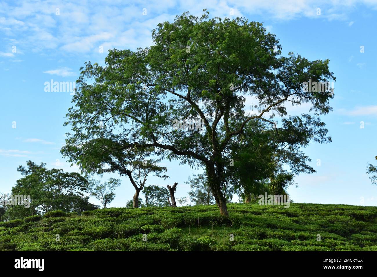 A tea garden in India Stock Photo - Alamy