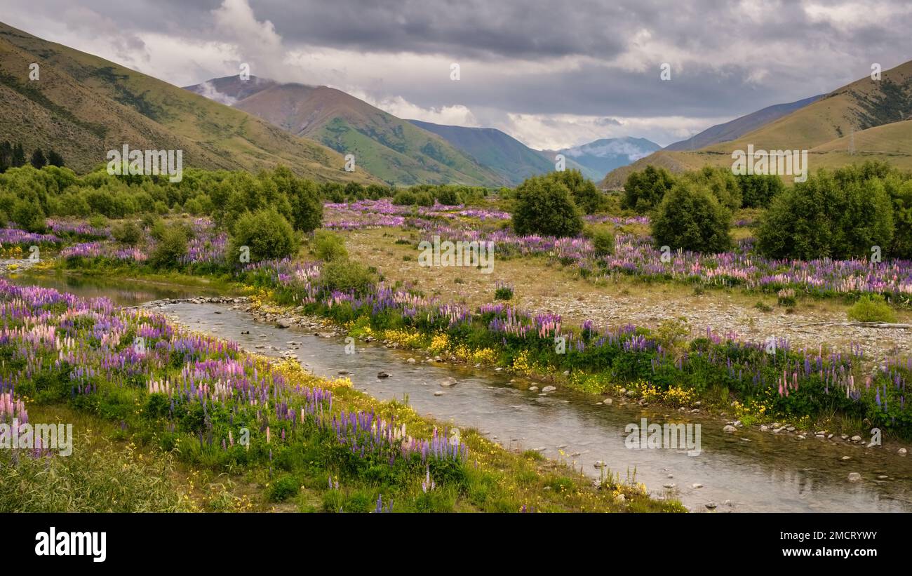 Fields of colourful lupins lining the banks of the Ahuriri river near ...