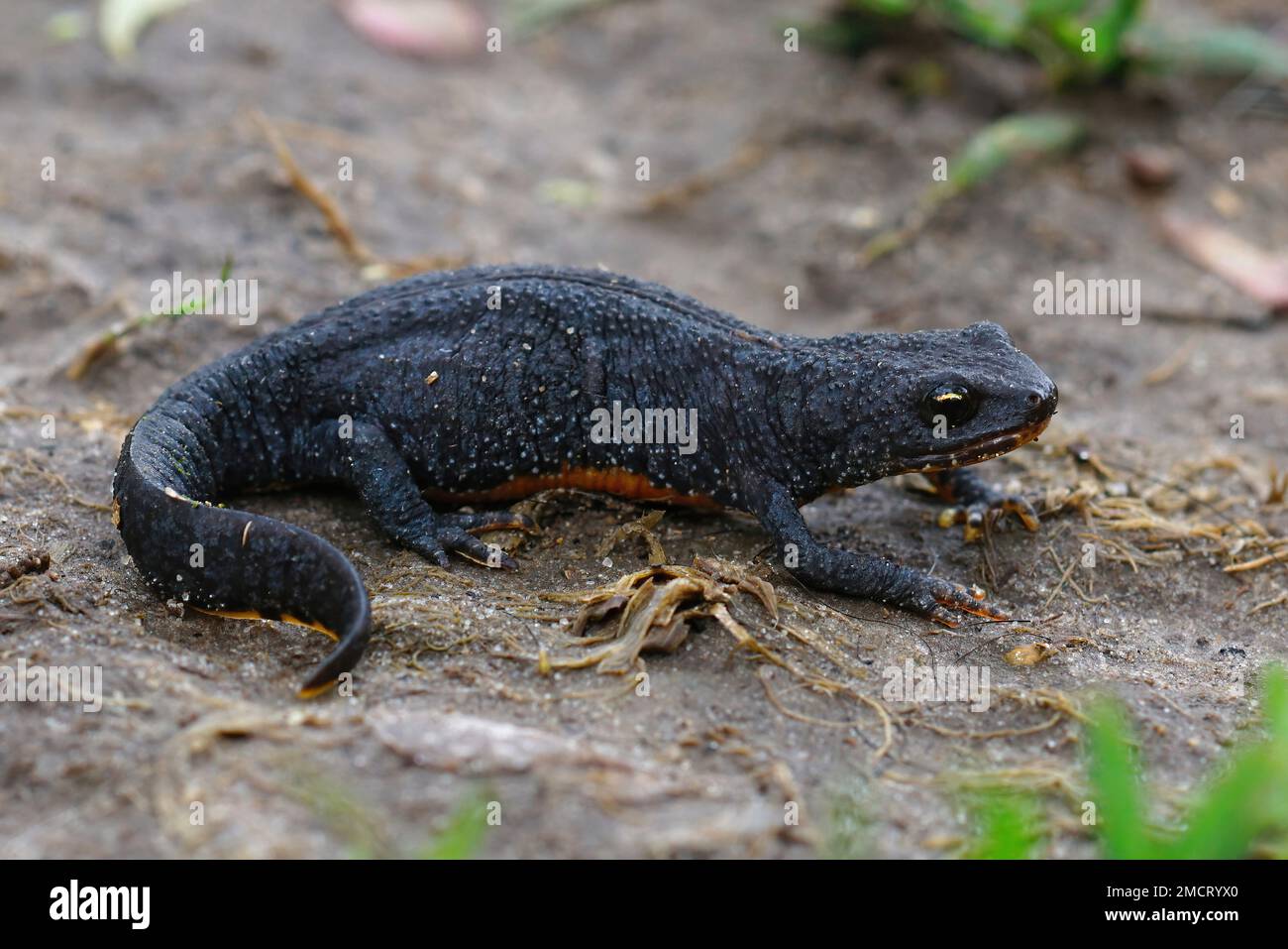 Natural closeup of an adult terrestrial female alpine newt ...