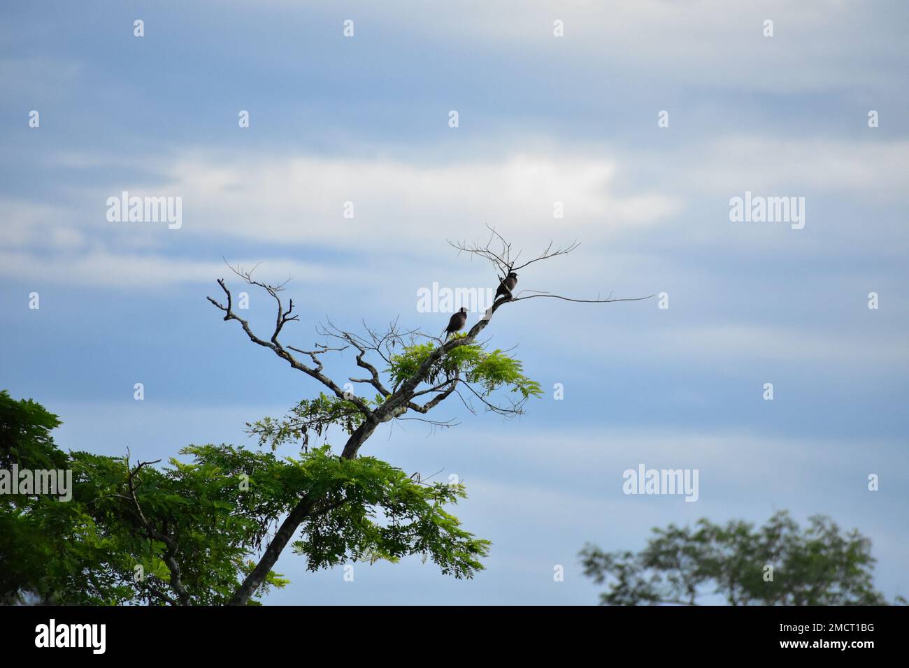 Birds seated on tree Stock Photo - Alamy