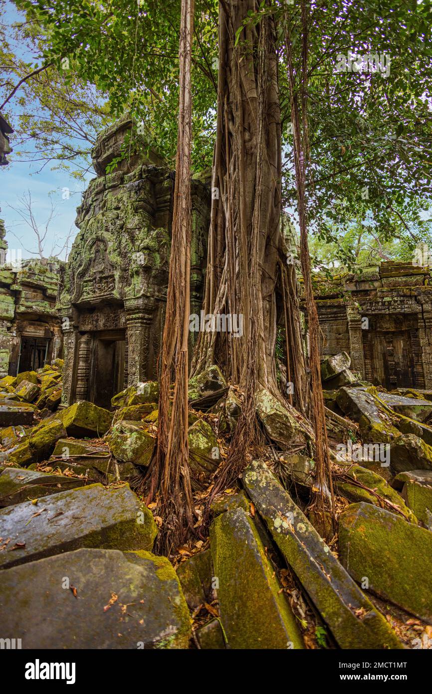 Roots of a giant tree growing over the ancient ruins of Ta Prohm temple ...