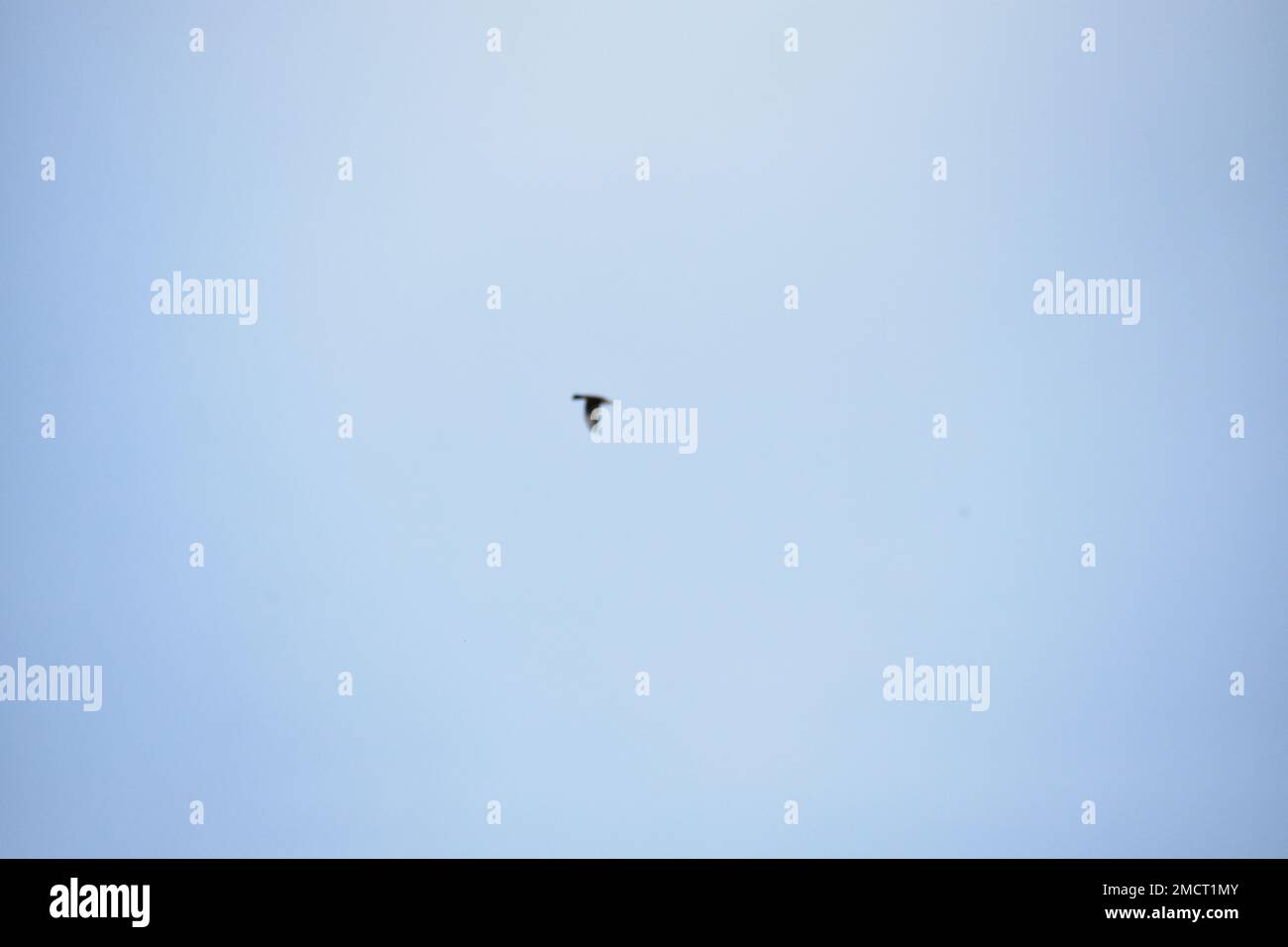 Silhouette flying bird in sky hi-res stock photography and images - Alamy