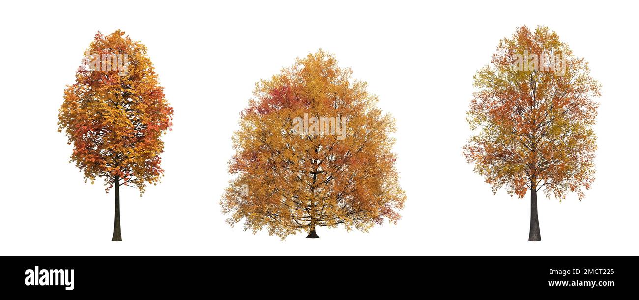 autumn tree isolated on white background, 3D illustration, cg render ...