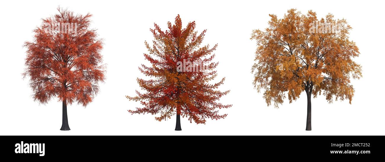 autumn tree isolated on white background, 3D illustration, cg render ...