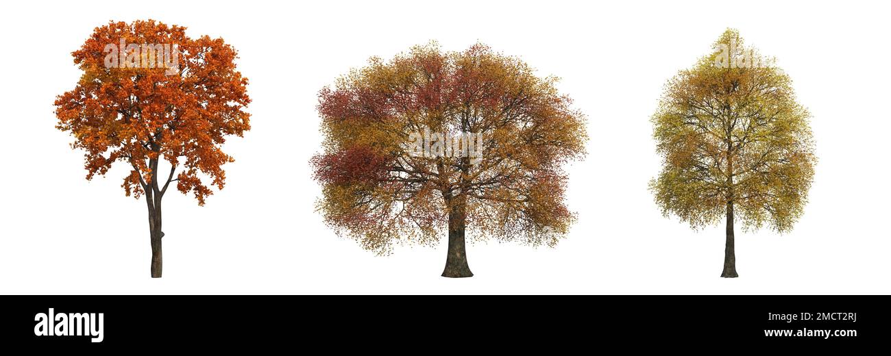 autumn tree isolated on white background, 3D illustration, cg render ...