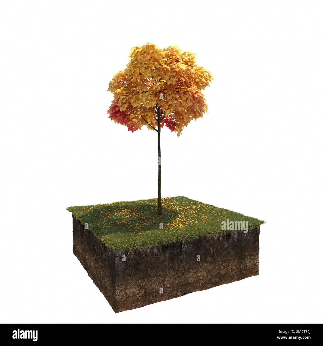 Autumn tree and soil cut under it. Isolated garden element, 3D ...