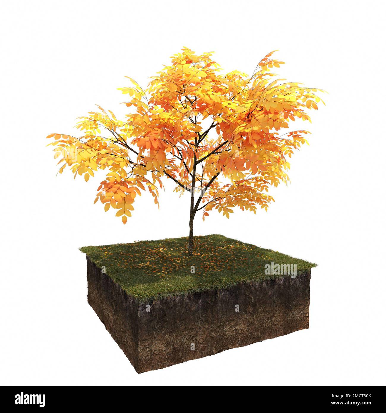 Autumn tree and soil cut under it. Isolated garden element, 3D ...