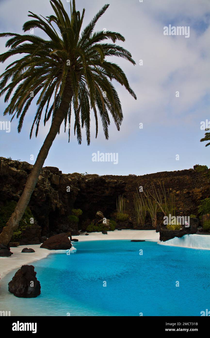 A vertical shot of a relaxing pool with a tropical palm tree above ...