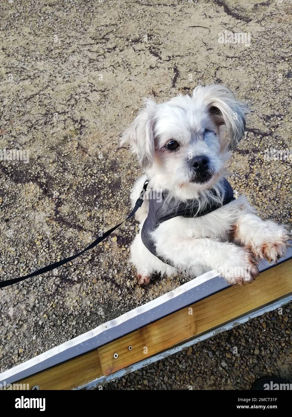 Dog eye angle hi-res stock photography and images - Alamy