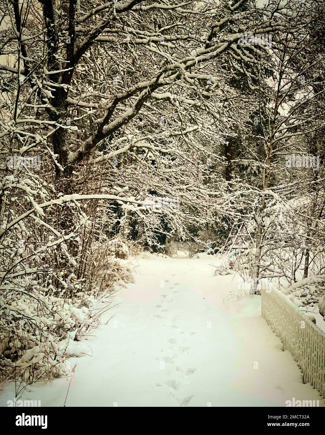 A vertical shot of a snow-covered alley through the winter forest Stock ...