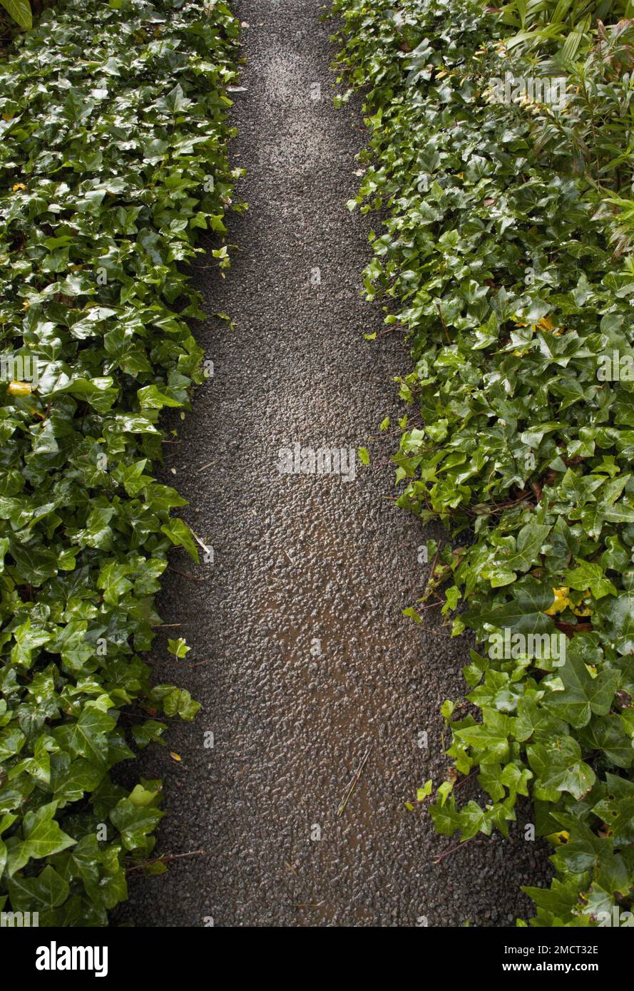 A vertical shot of a narrow pathway through the shrubs Stock Photo - Alamy
