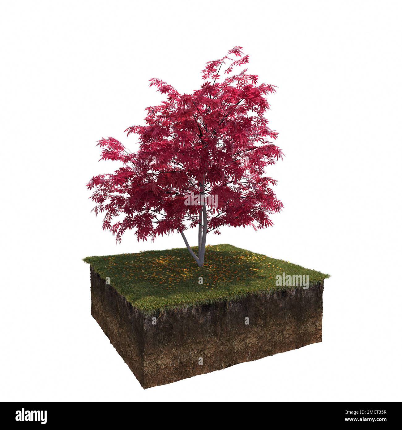 Autumn tree and soil cut under it. Isolated garden element, 3D ...