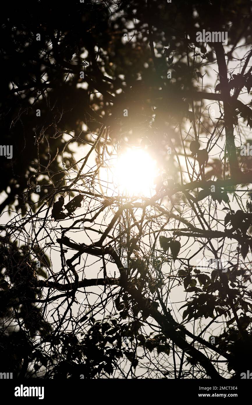 A vertical shot of sun rays seen from wooden tree branches in daylight ...