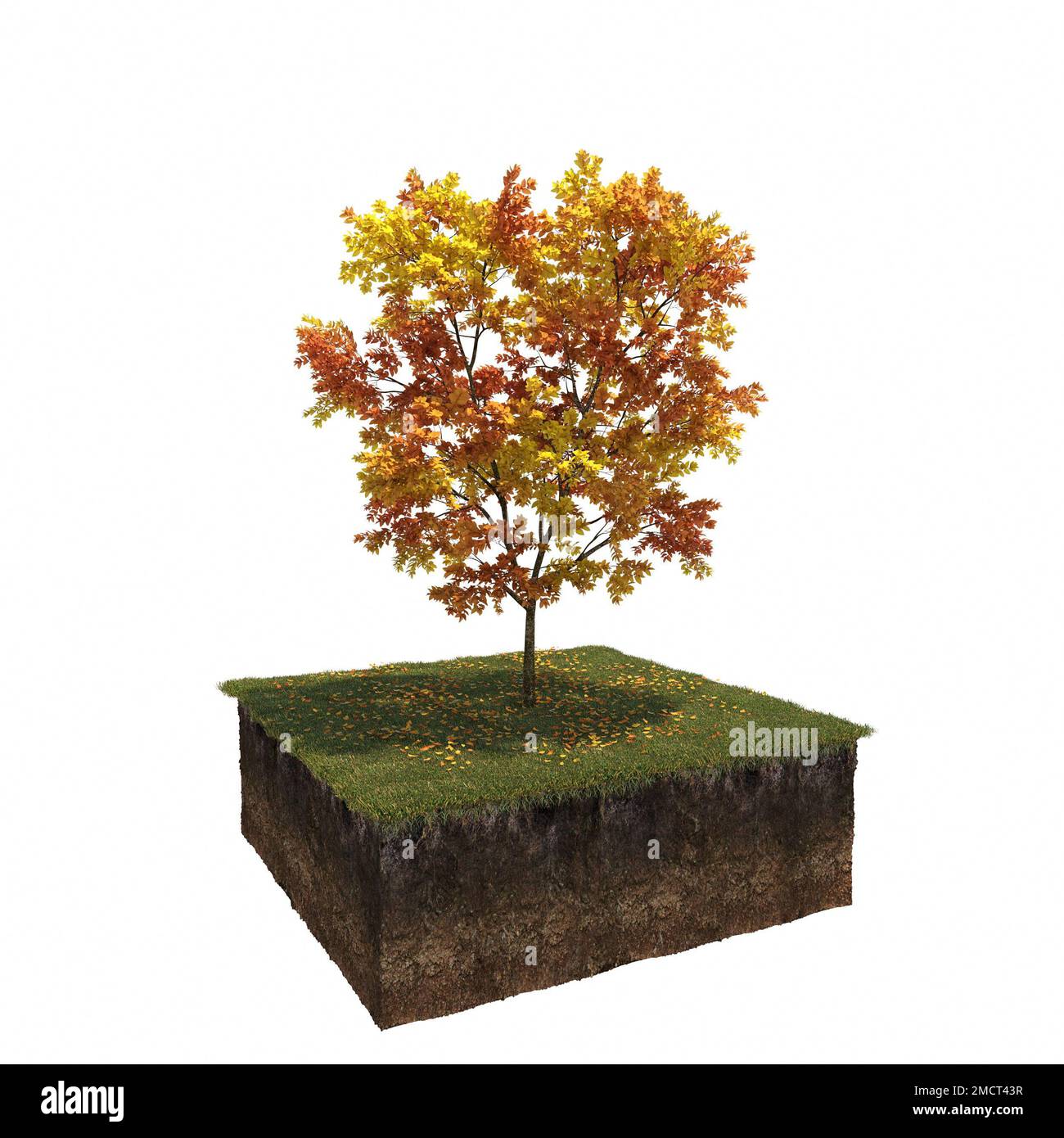 Autumn tree and soil cut under it. Isolated garden element, 3D ...