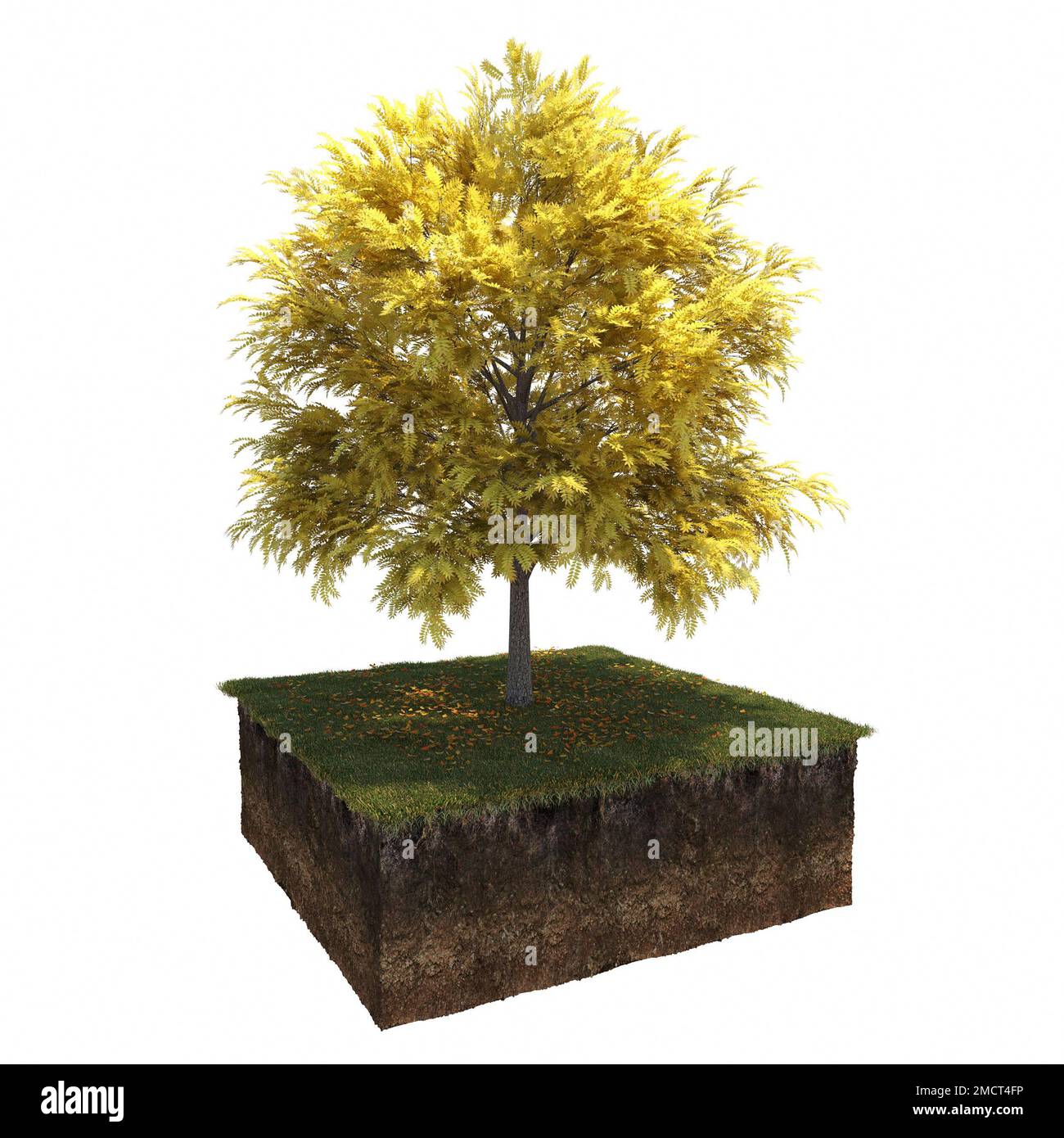 Autumn tree and soil cut under it. Isolated garden element, 3D ...
