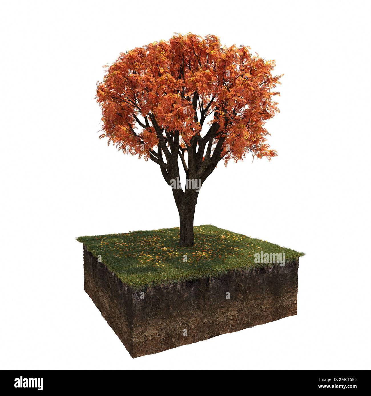 Autumn tree and soil cut under it. Isolated garden element, 3D ...