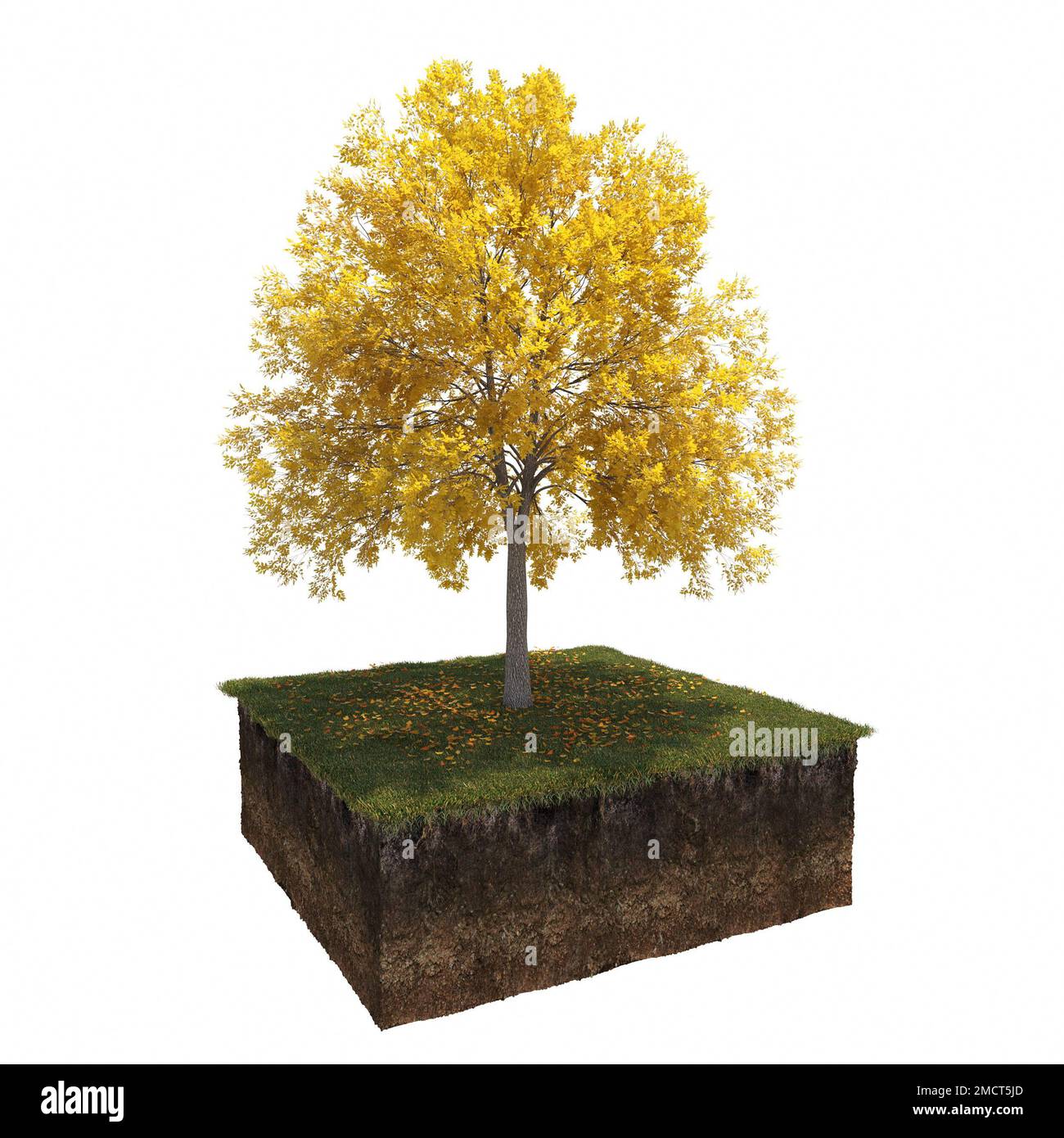 Autumn tree and soil cut under it. Isolated garden element, 3D ...
