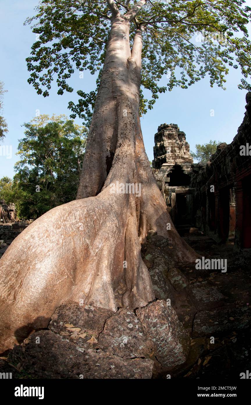 Fig Tree (Ficus sp) with towers in background, Ta Prohm temple, Angkor ...