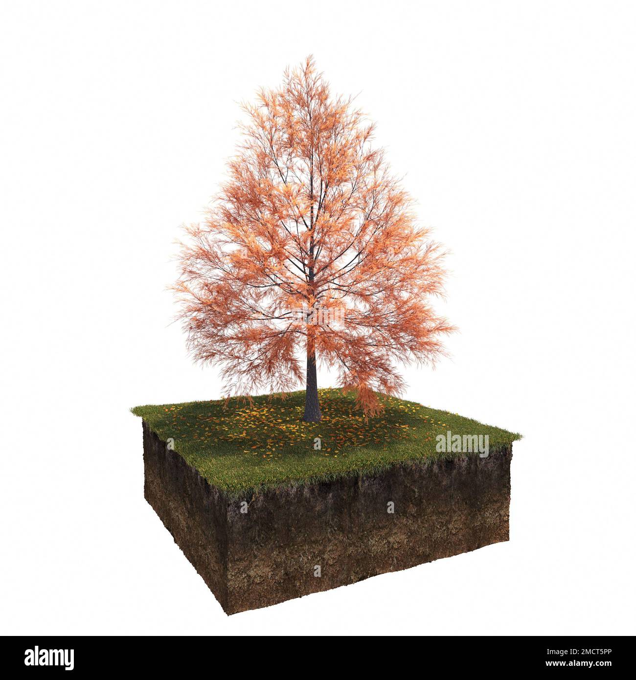 Autumn tree and soil cut under it. Isolated garden element, 3D ...