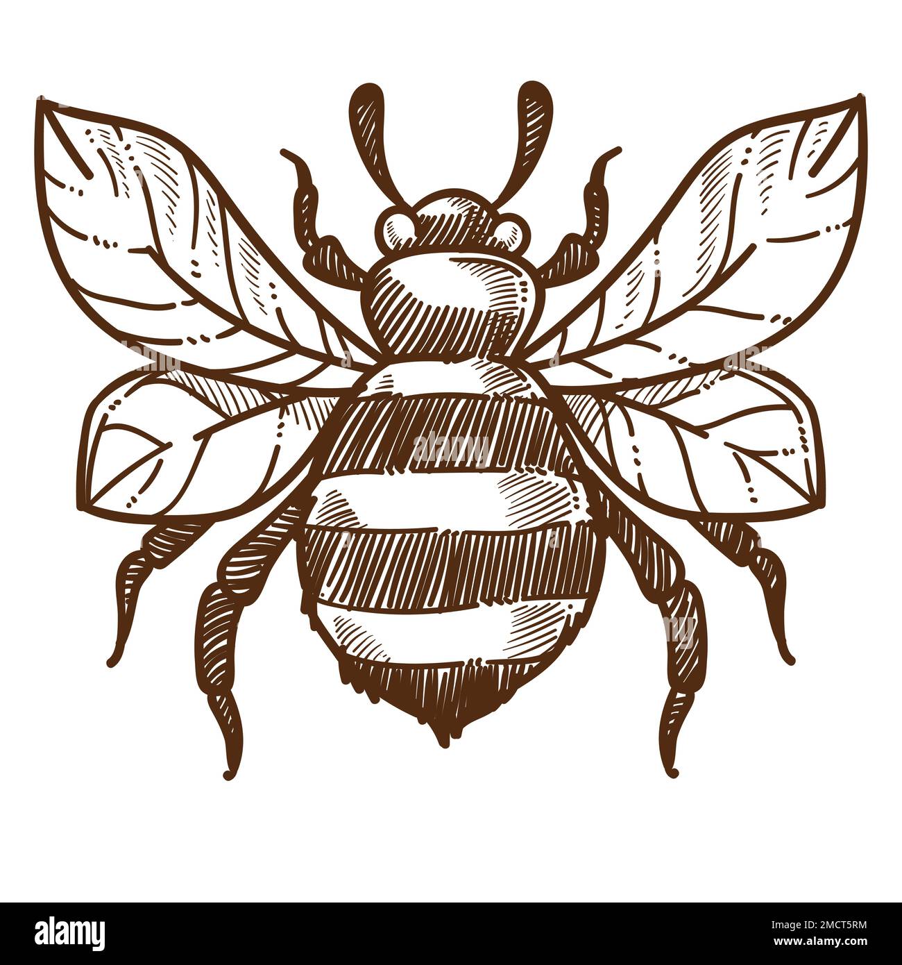 Honey bee or wasp with sting and wings striped flying bug Stock Vector ...