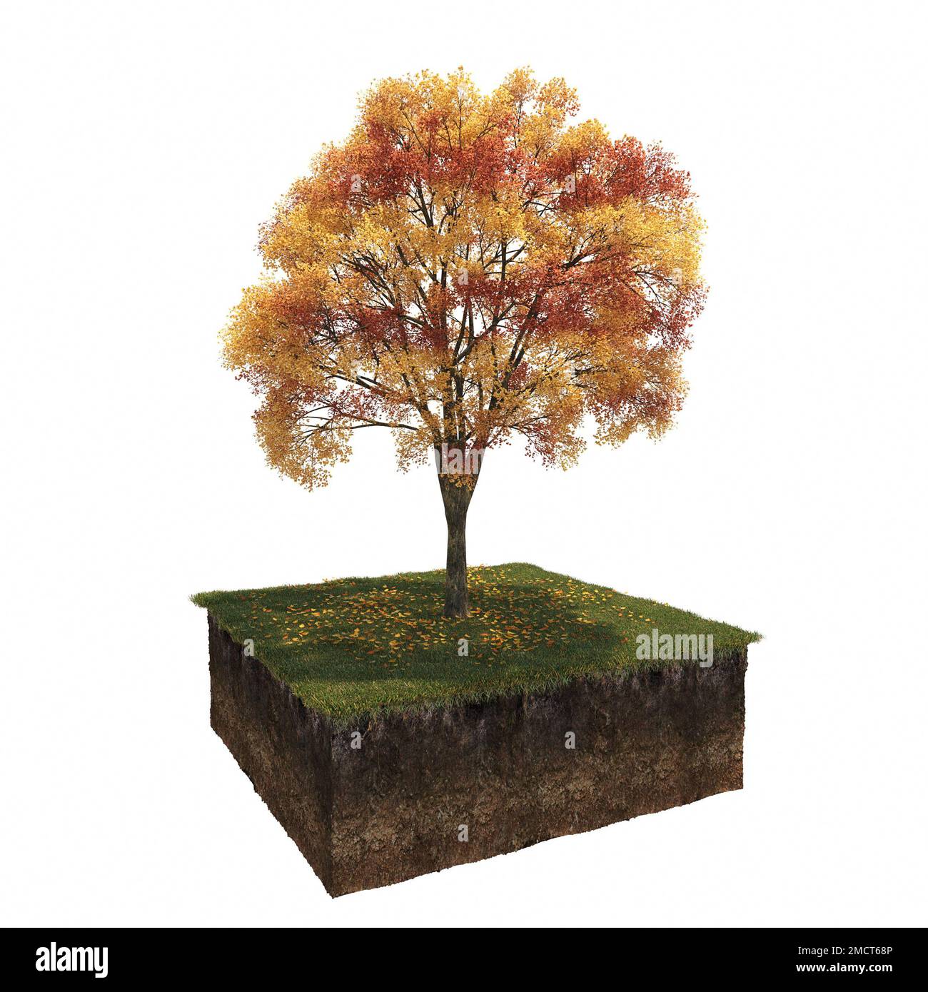 Autumn tree and soil cut under it. Isolated garden element, 3D ...