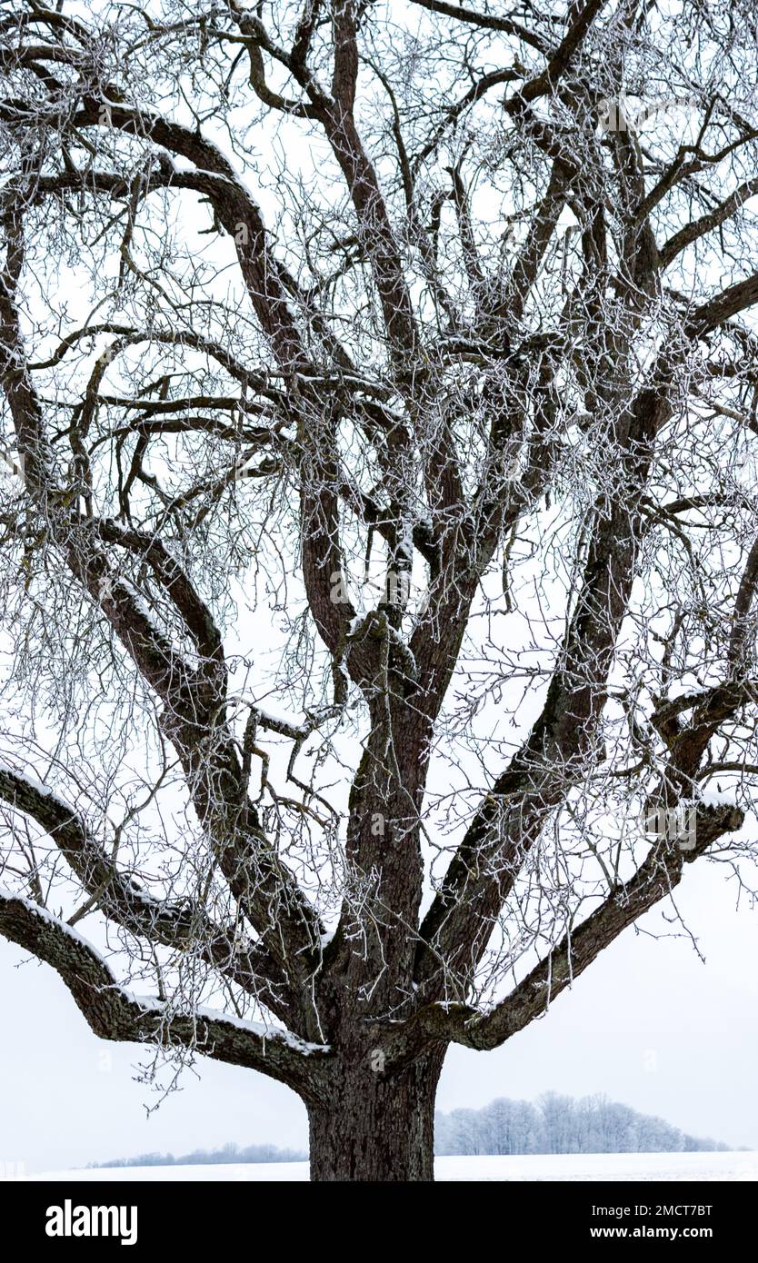 Tronco gris hi-res stock photography and images - Alamy