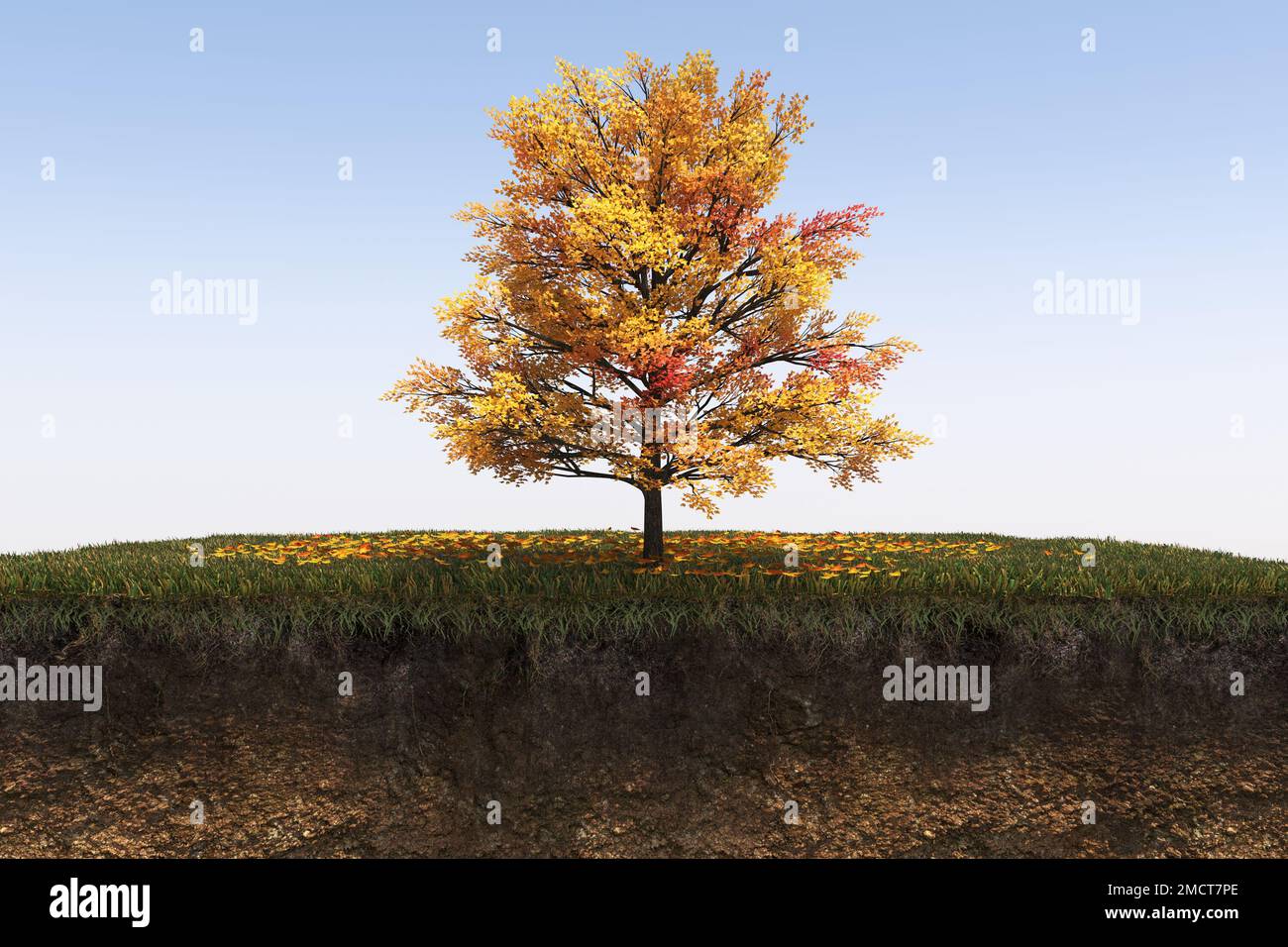 Autumn tree and soil cut under it. Isolated garden element, 3D ...